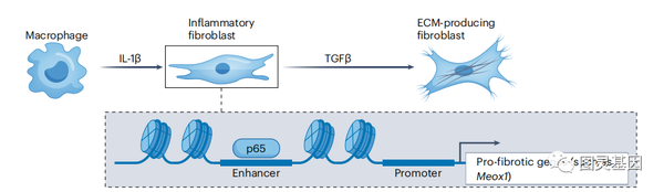 Nat Immu | 人体纤维化免疫学 - 知乎
