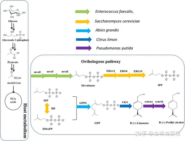 香精与香料(64)—紫苏醇(Perilla alcohol) - 知乎