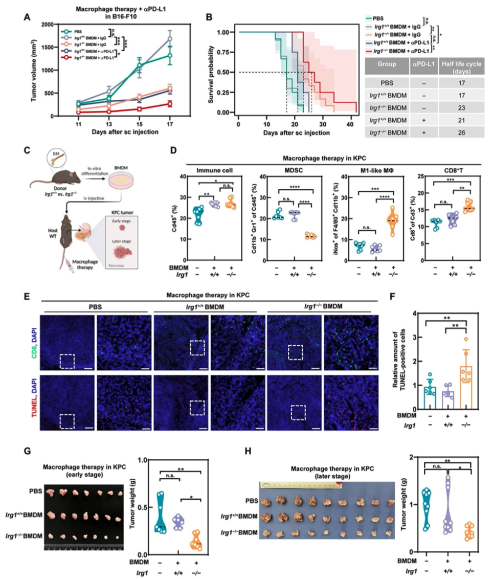 Science Advances丨靶向 IRG1 可逆转肿瘤相关巨噬细胞的免疫抑制功能并增强癌症免疫治疗 - 知乎
