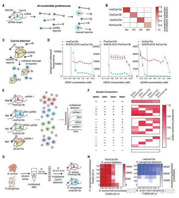 CRISPR-Dx技术mini-review - 知乎
