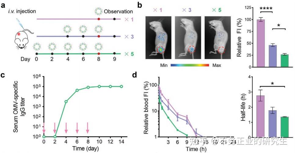 细菌外膜囊泡（OMV）体内生物安全性实验（五） - 知乎