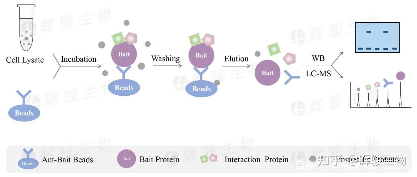 （超实用）SILAC应用之蛋白质相互作用实验原理、SILAC方法 - 知乎