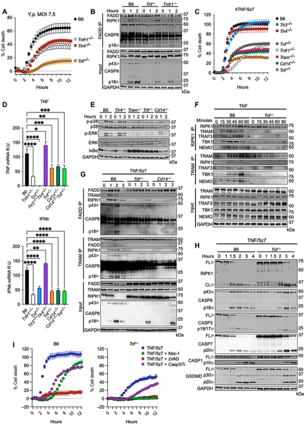 Science新子刊丨TRIFosome丨TNF 通过中性粒细胞和巨噬细胞的TRIF/CD14通路诱导死亡 - 知乎
