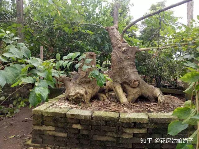 3招教会你，让树桩快速发芽成活，方法简单，一看就会 - 知乎