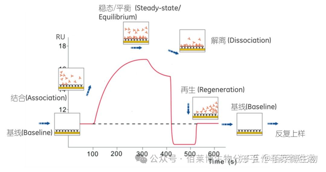药物与蛋白亲和力检测(SPR法) 实验 - 知乎