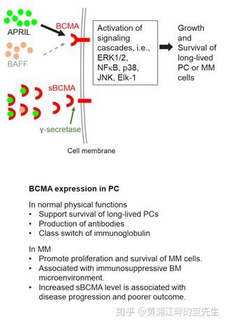 BCMA靶点与多发性骨髓瘤的治疗 - 知乎