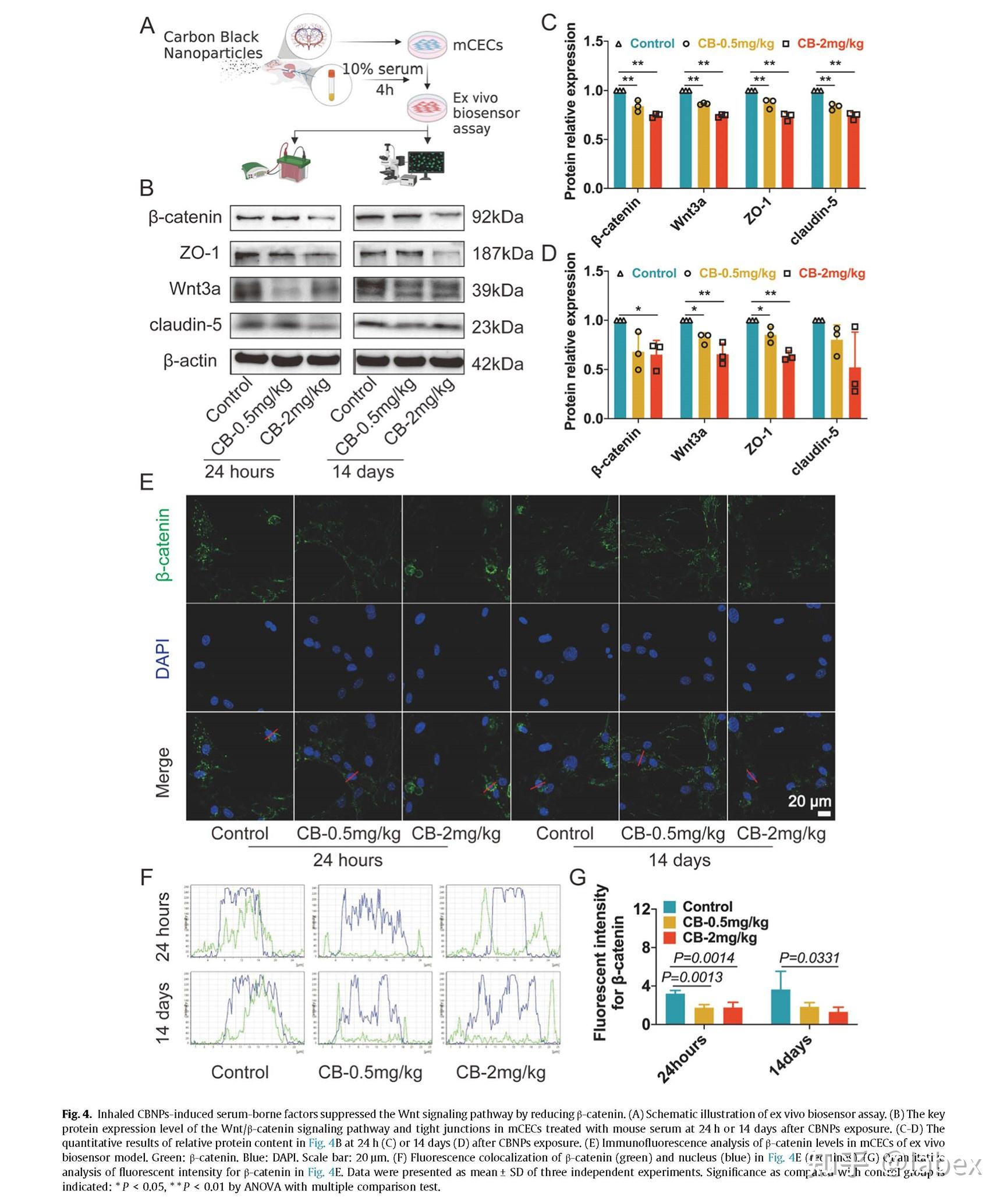 LabEx助力探索碳黑纳米颗粒破坏脑血管屏障的潜在机制 - 知乎