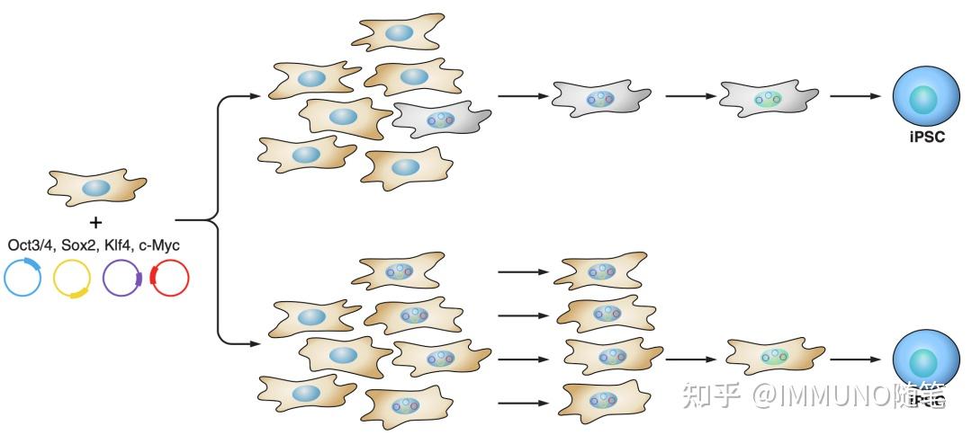 干货！iPSC-NK细胞疗法之重编程篇（二） - 知乎