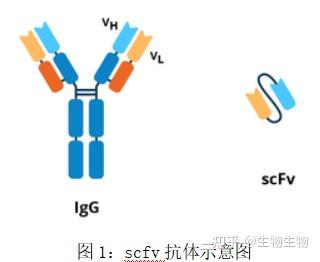 scfv抗体噬菌体展示流程 - 知乎