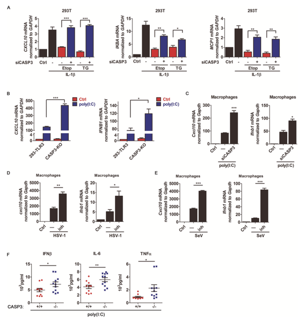 CDD丨caspase-3通过NF-kb抑制炎症 - 知乎