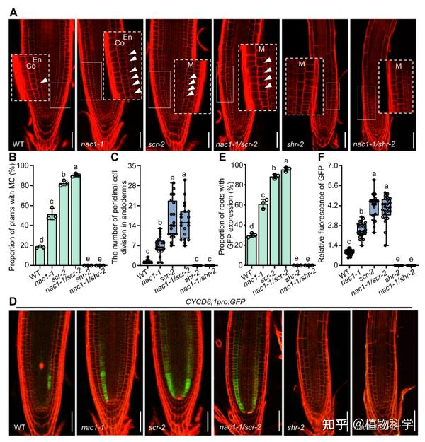 Mol Plant | 山东大学丁兆军团队揭示NAC1协同SHR/SCR-CYCD6;1模块调控根基本组织成熟的分子机制 - 知乎