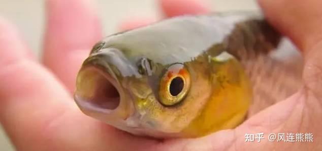 赤眼鳟（74）：红眼睛的‘野草鱼’ - 知乎