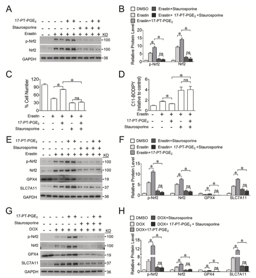 Redox Biology丨EP1 激活通过 Nrf2 抑制阿霉素心肌细胞铁死亡 - 知乎