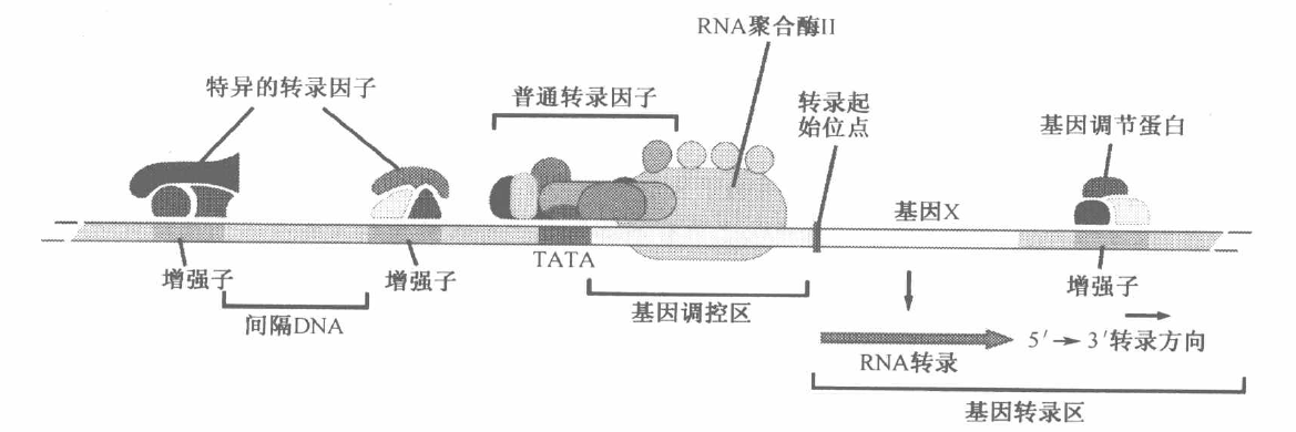 《癌生物学》笔记6——转录因子和基因表达 - 知乎