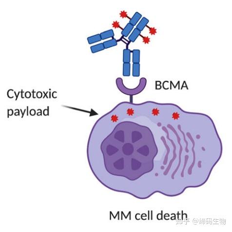 肿瘤免疫靶点｜BCMA（1） - 知乎