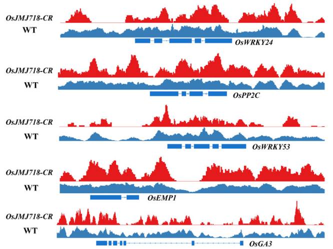 ChIP-seq/DAP-seq/ATAC-seq/CUT&Tag结果可视化-IGV使用攻略 - 知乎