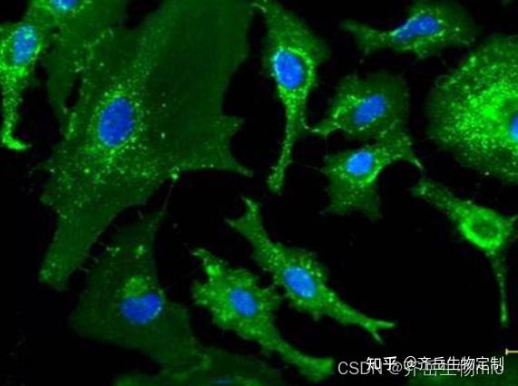 荧光素FITC、罗丹明、辣根酶HRP、生物素Biotin、Cy7、Cy5、Cy3、Cy5.5、ICG吲哚菁绿标记麦胚凝集素WGA - 知乎