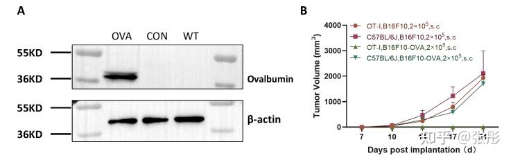 OT1小鼠丨资料更新——验证数据 - 知乎