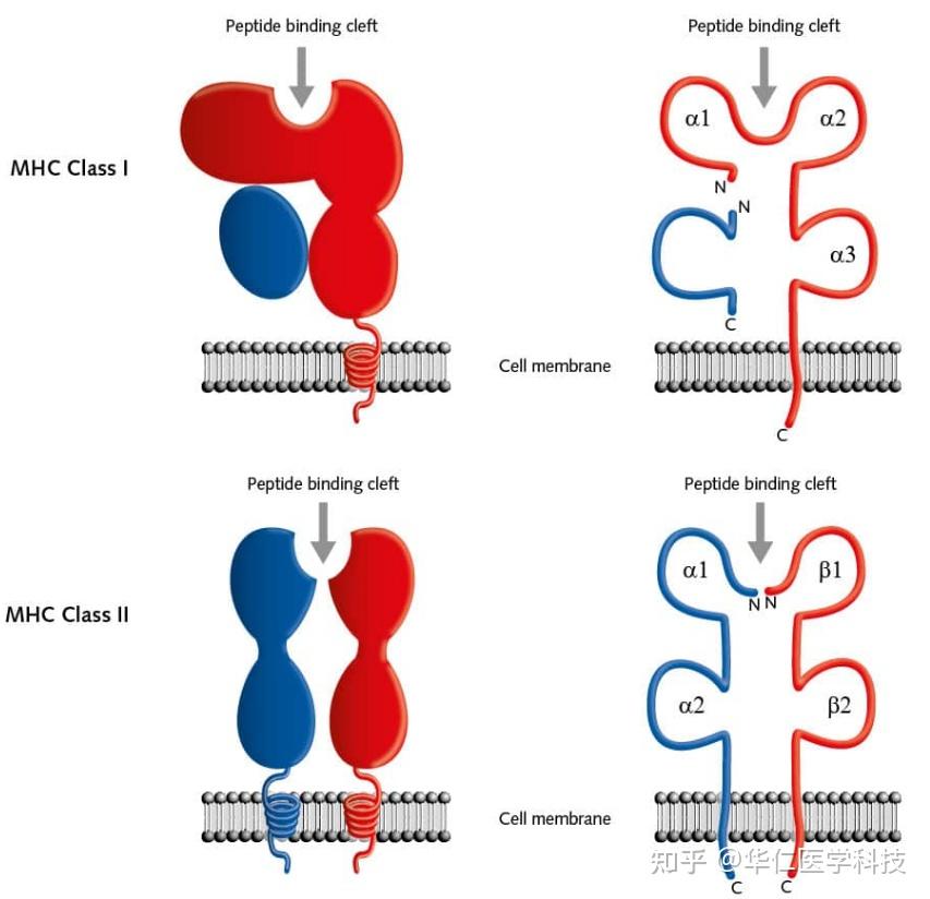 过继细胞疗法——TCR-T的原理 - 知乎