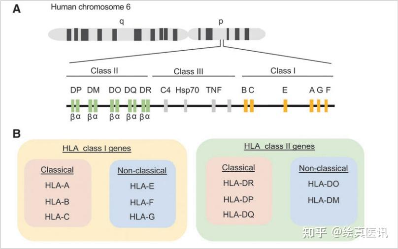 【绘真科普】人类白细胞抗原（HLA）如何指导肿瘤免疫治疗疗效？ - 知乎