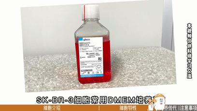 SK-BR-3细胞培养，人乳腺癌细胞培养攻略-丰晖生物 - 知乎