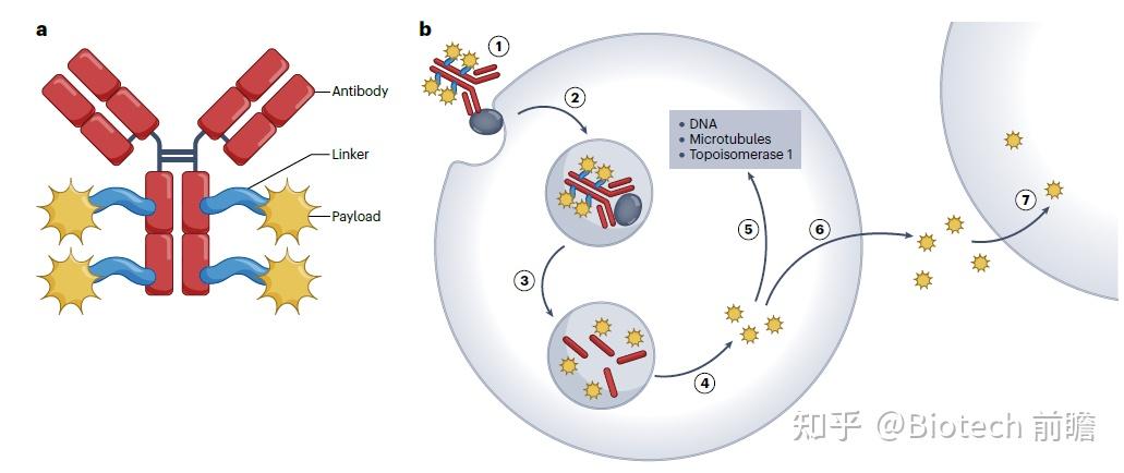 映恩生物/BioNTech新一代ADC获FDA快速通道资格 - 知乎