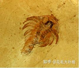 抚仙湖虫类：早寒武纪的海床精灵 - 知乎