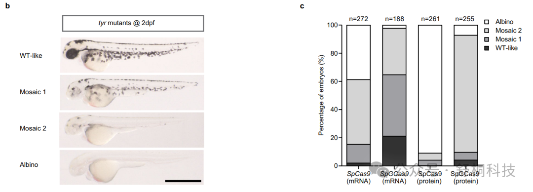 碱基编辑技术在斑马鱼基因编辑中的应用 - 知乎