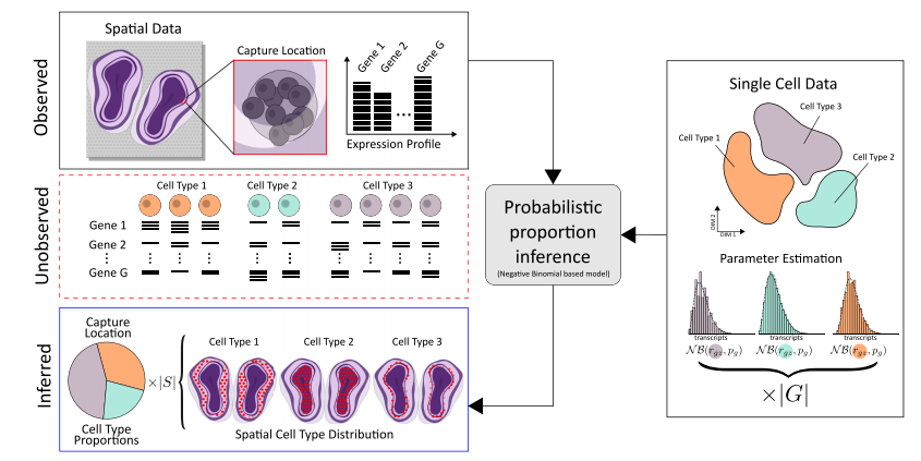 实用干货 | 单细胞与空间转录组联合，实现“1+1>2”！ - 知乎
