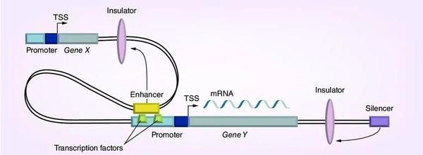 一文讲明白ChIP-seq：高分文章里为什么做ChIP-seq? - 知乎