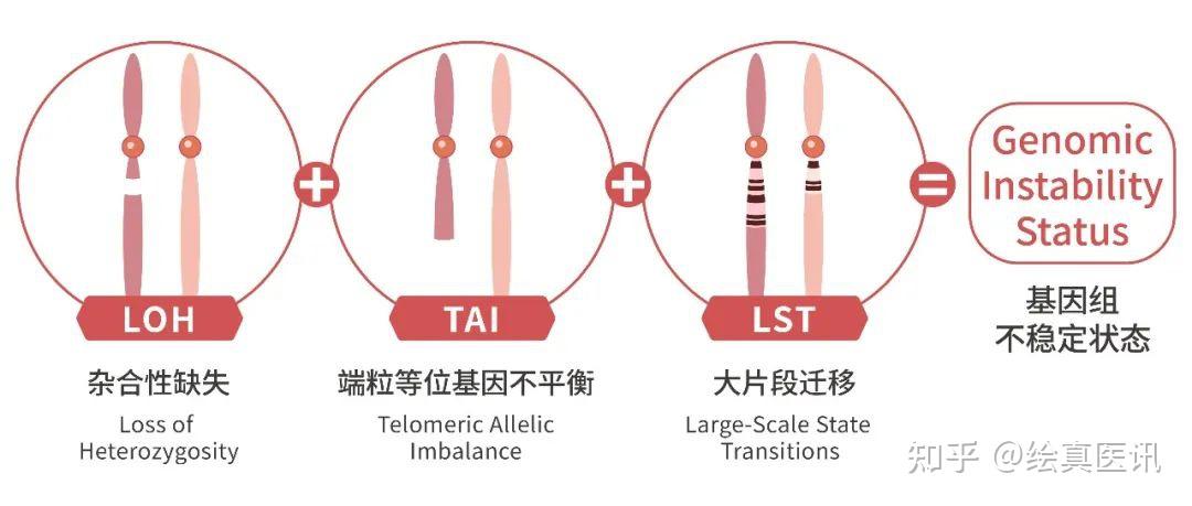 【绘真科普】同源重组修复缺陷（HRD）检测 - 知乎