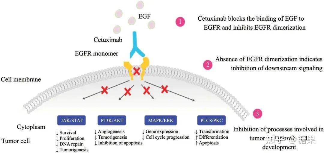 EGFR单抗未来可期！横跨多癌种ORR可达62.5%！ - 知乎