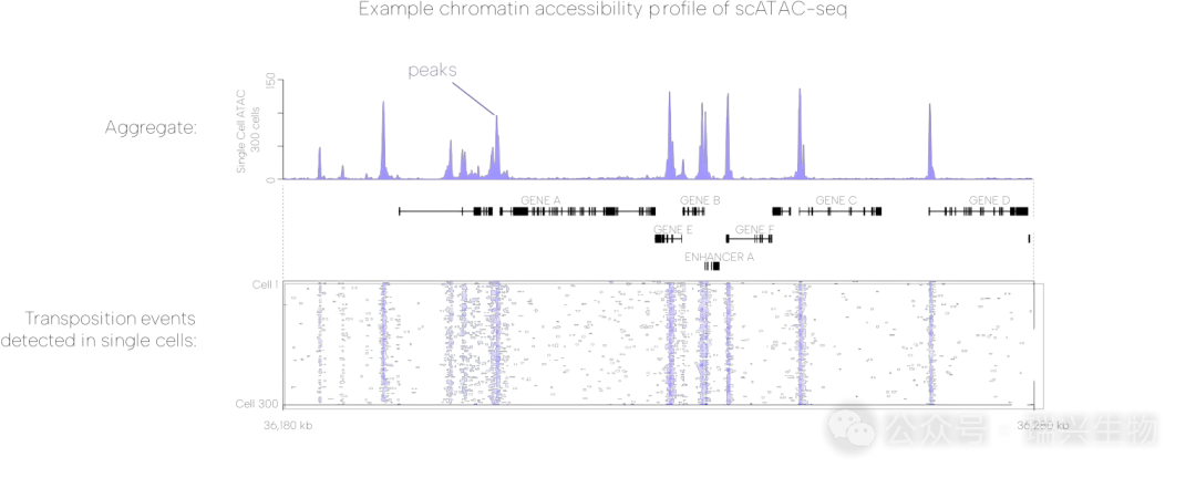 从染色质开放到细胞身份：scATAC-seq的应用 - 知乎