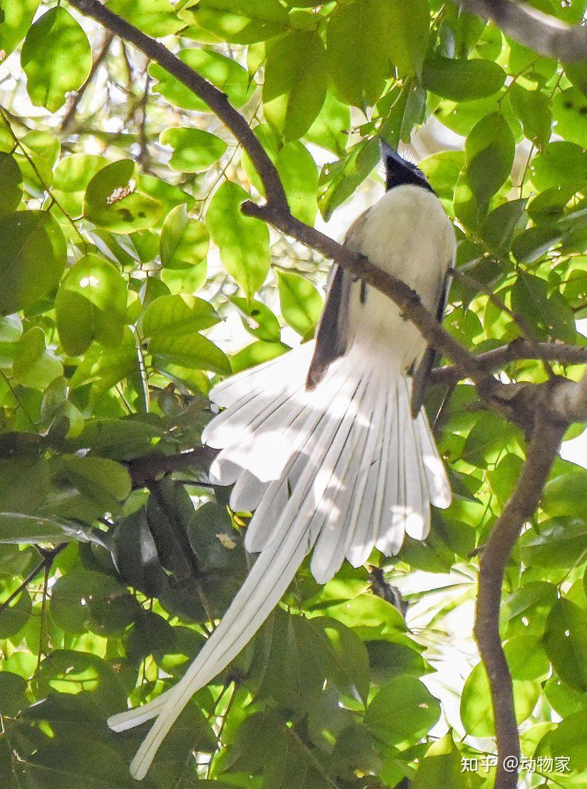 世界上有一种鸟，尾巴长得像丝带，你知道是哪种鸟吗？ - 知乎