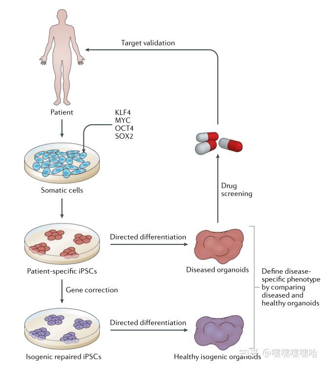 iPSC应用综述 | Induced pluripotent stem cells in disease modelling and drug ...