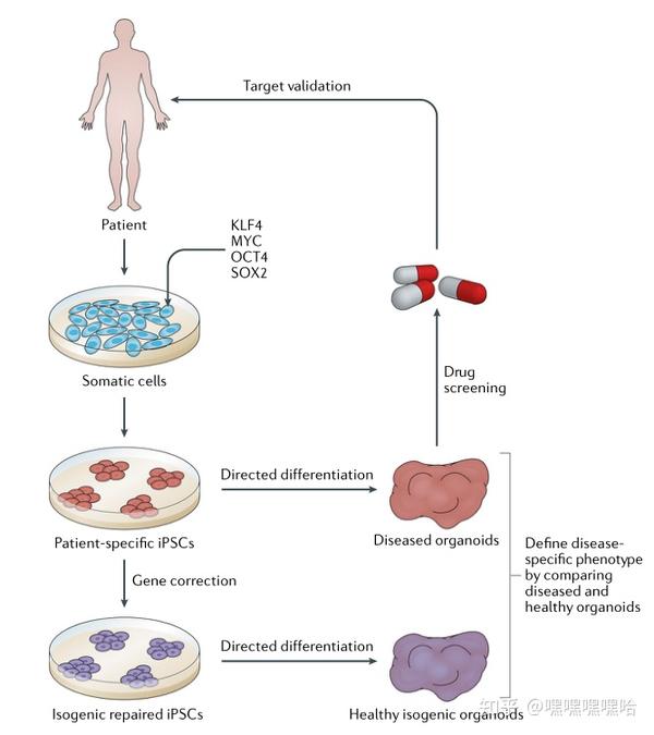iPSC应用综述 | Induced pluripotent stem cells in disease modelling and drug ...