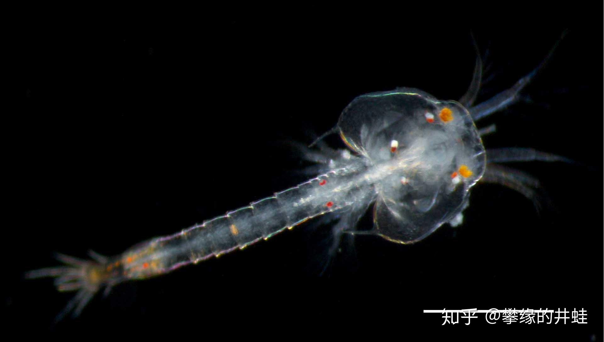 【地球演义】虾啊，真虾，真是虾，是真虾…… - 知乎