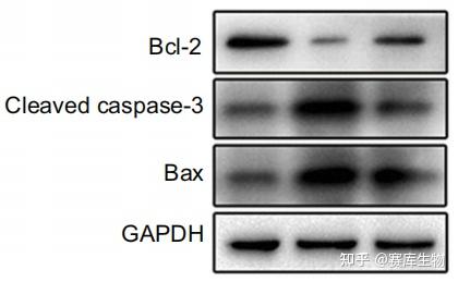 一文深度了解细胞凋亡及检测 - 知乎