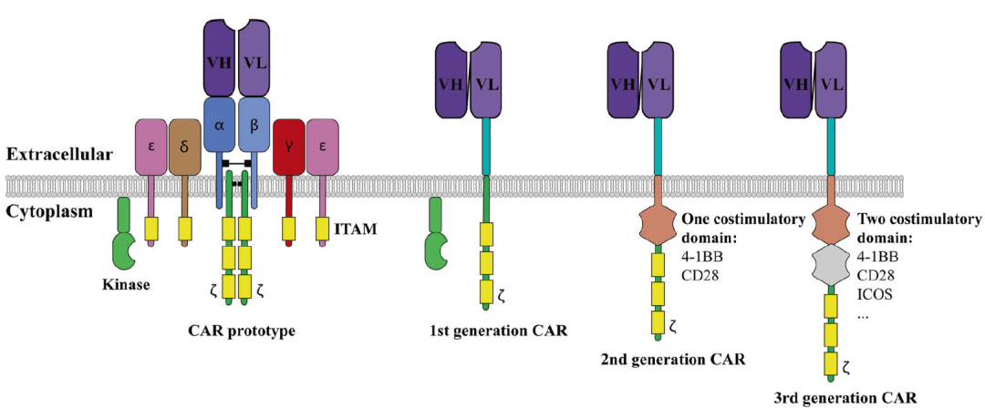 相同信号、不同命运，CD28 CAR-T和4-1BB CAR-T的差异根源 - 知乎