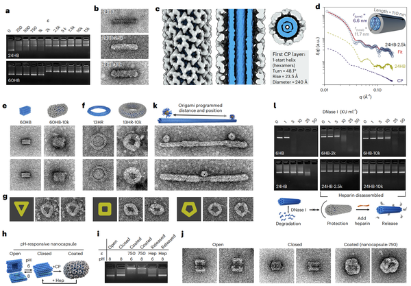 创新疫苗设计：精密操控病毒衣壳的纳米级DNA折纸技术 - 知乎