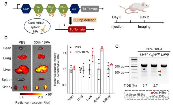 选择性器官靶向（SORT）纳米粒子用于组织特异性mRNA递送和CRISPR/Cas基因编辑（2021.09.07） - 知乎