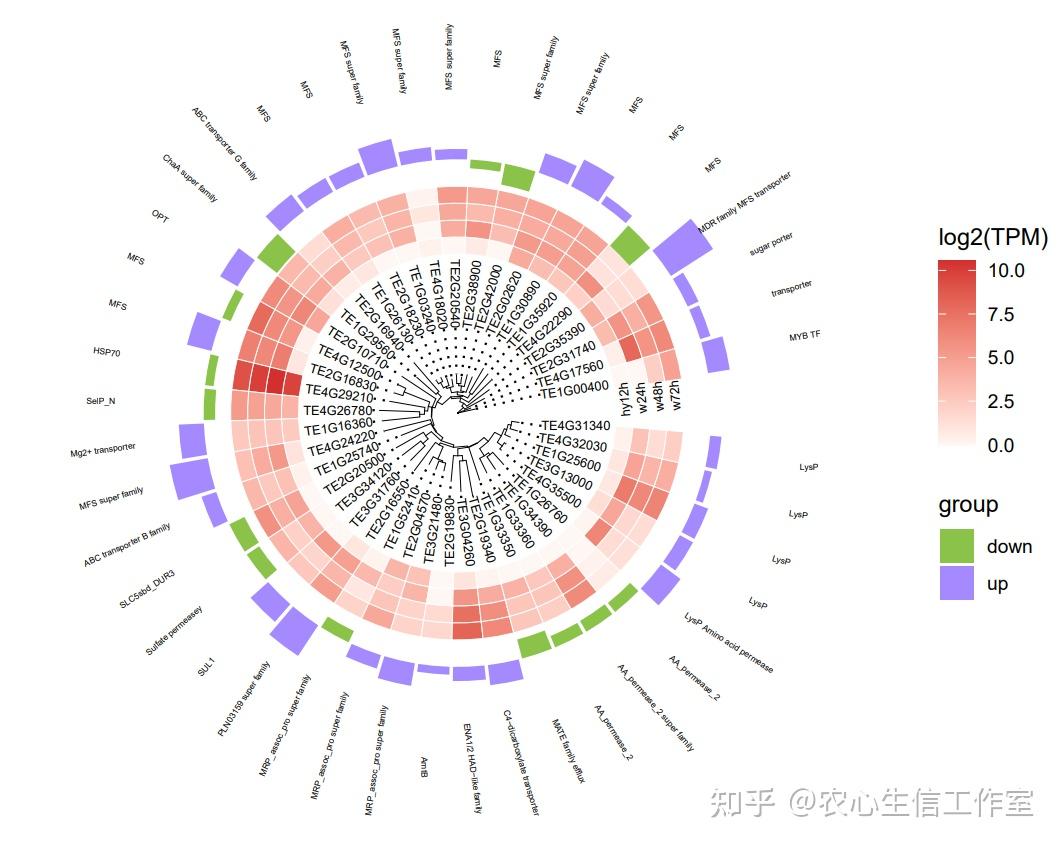 用ggtree、ggtreeExtra给环形进化树外圈添加热图、柱状图和文字注释 - 知乎