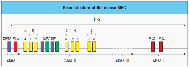 MHC分子：免疫系统的桥梁——探索守护者背后的秘密 - 知乎