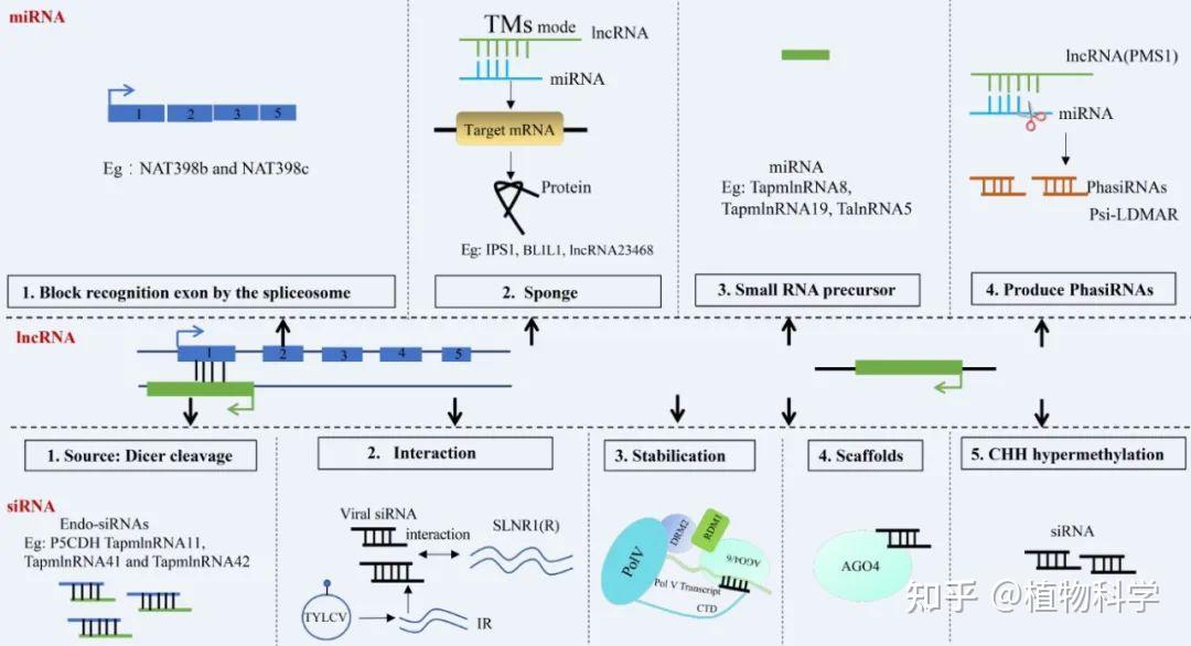 中国农业大学发现LncRNAs在非编码RNAs协调调控植物生长及响应环境胁迫网络中发挥重要作用 - 知乎