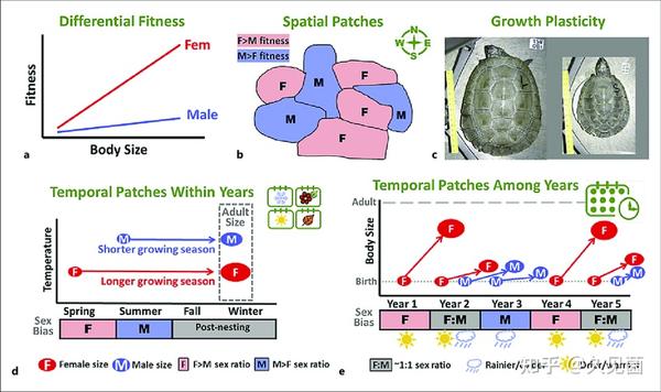温度会影响动物性别！全球逐渐变暖，人类性别比例或将失衡！ - 知乎