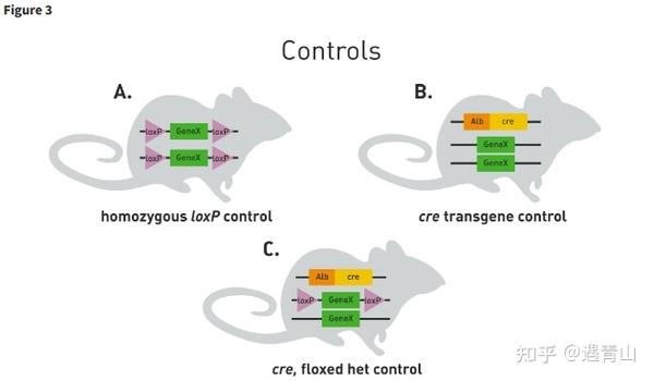 Cre Lox Breeding for Beginners, Part 1 - 知乎