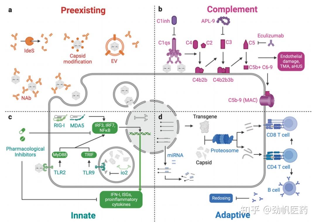 AAV作为人类疾病基因治疗的递送载体 - 知乎