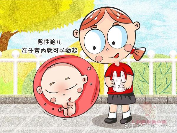 宝宝的小丁丁又硬了?别慌,这些羞答答的知识一次性讲清楚 知乎