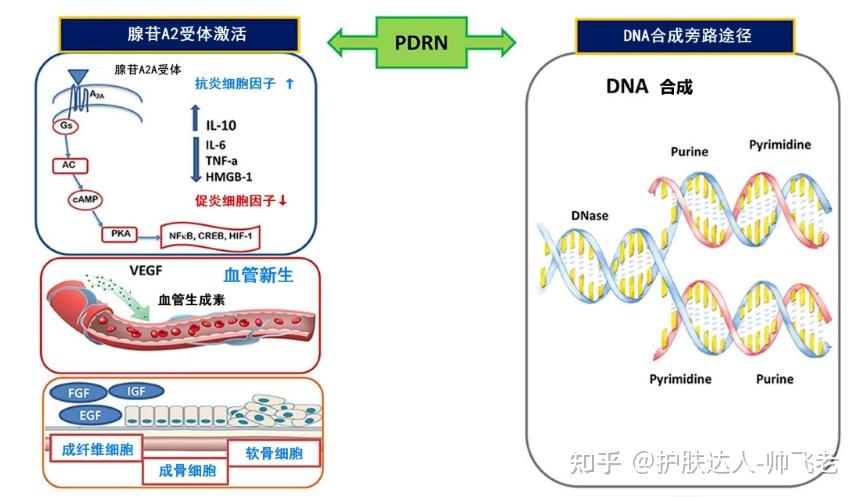PDRN是什么？ - 知乎