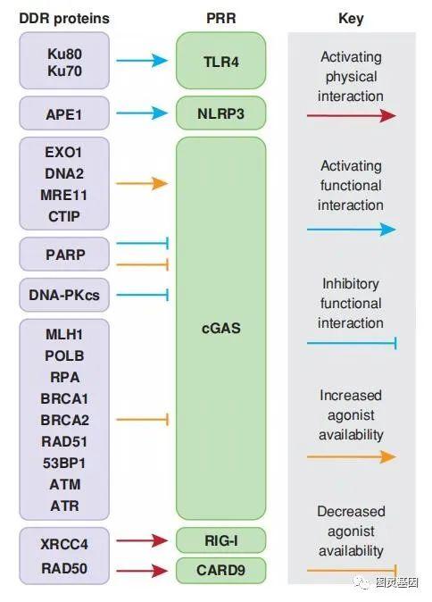 Can Dis | 癌症的DNA损伤反应与炎症 - 知乎